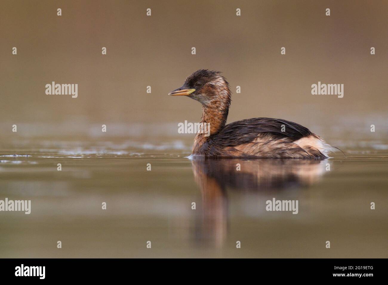 Young little grebe hi-res stock photography and images - Alamy