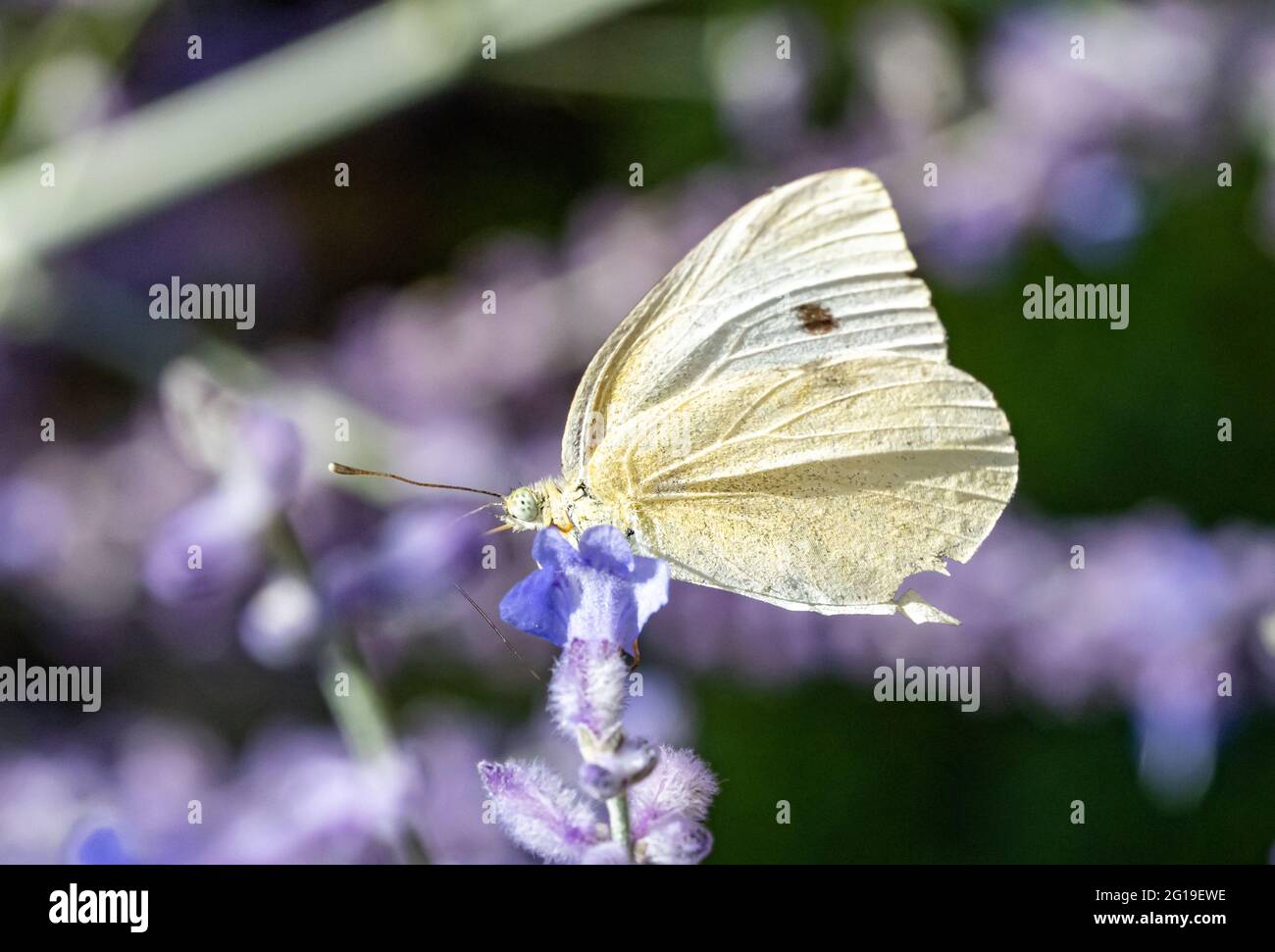 Cabbage white fly on cabbage hi-res stock photography and images - Alamy