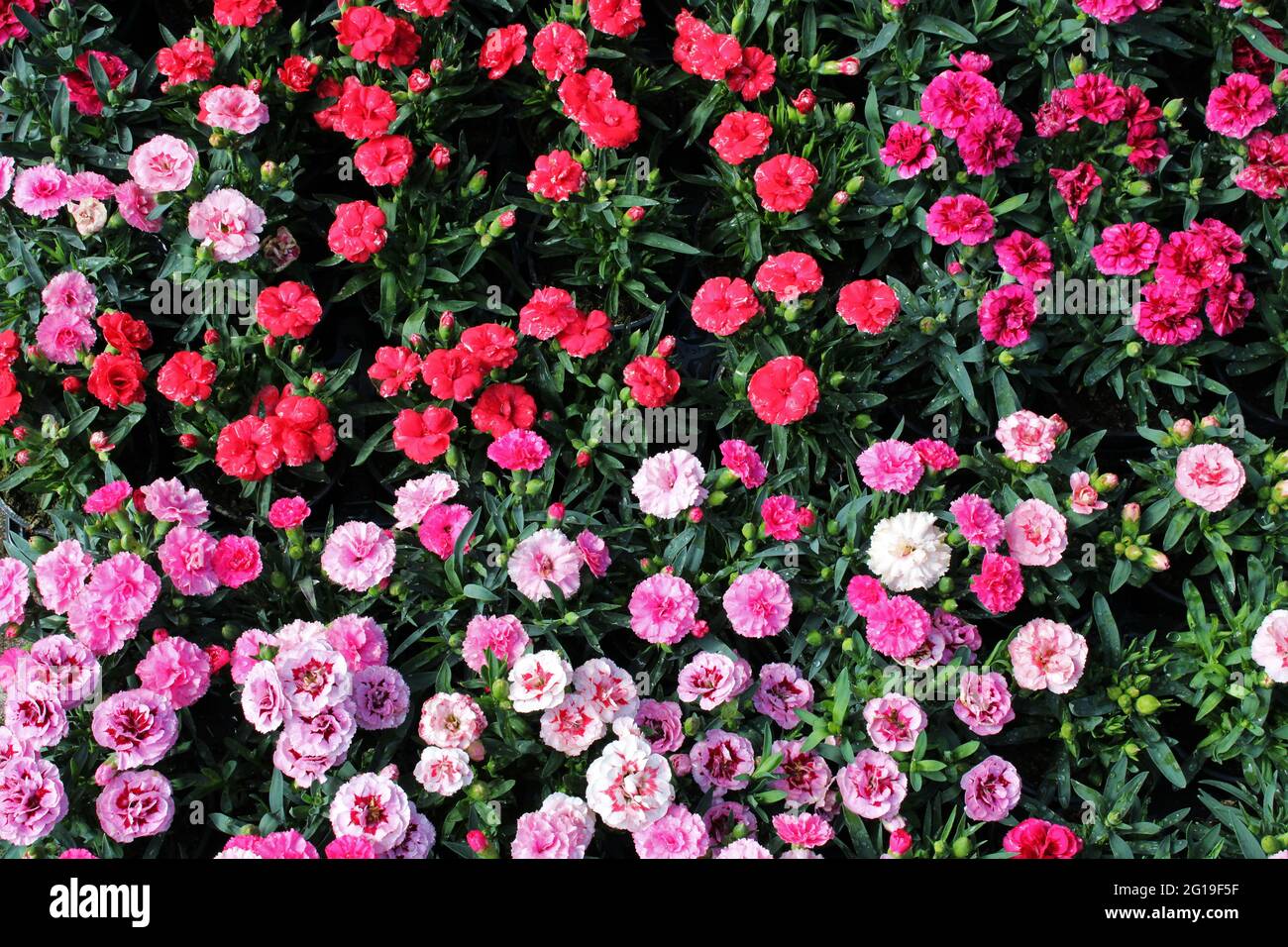 Late spring - beginning of summer, beautiful flowers and plants in ...