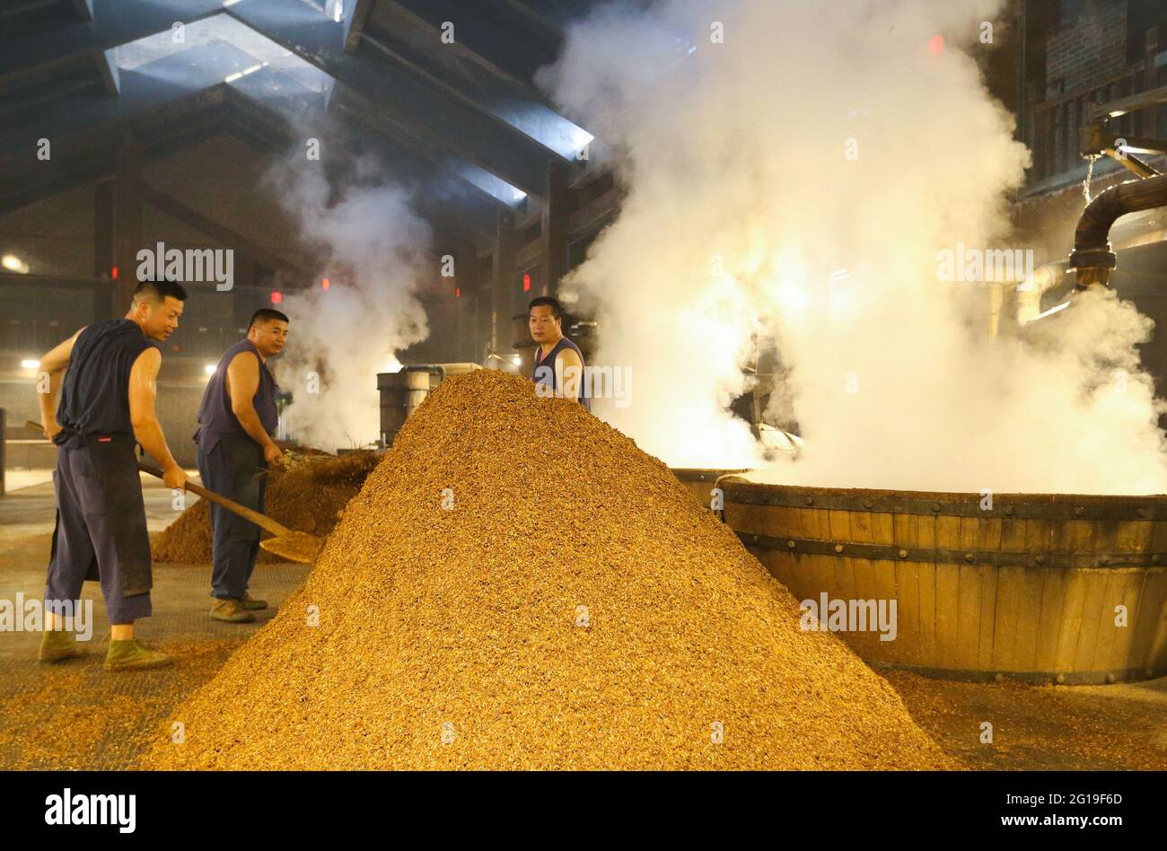 SUIQIAN, CHINA - JUNE 5, 2021 - Brewers make fermented grains in a ...