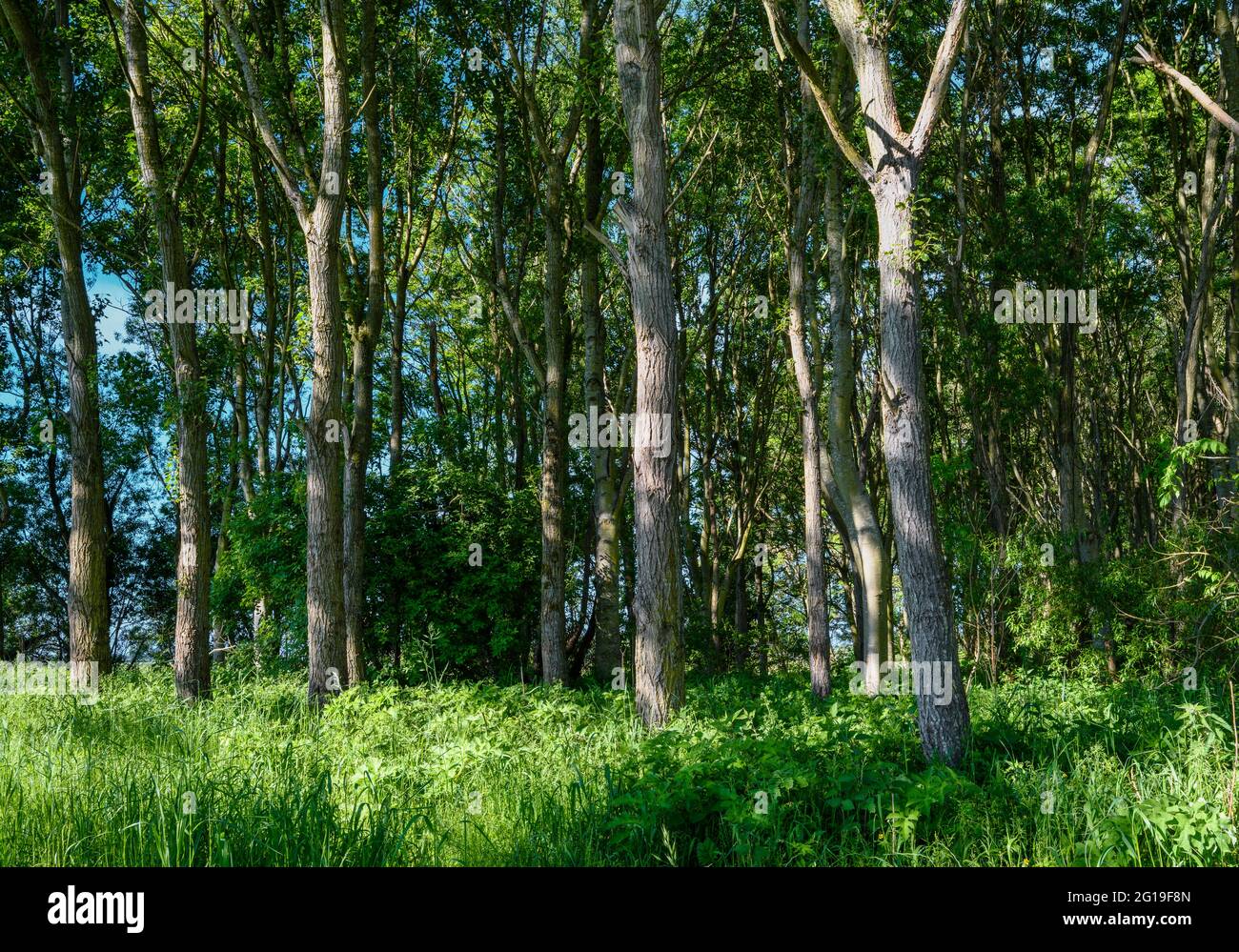 Sunlight breaking into small copse of trees near Blackpool, Lancashire ...