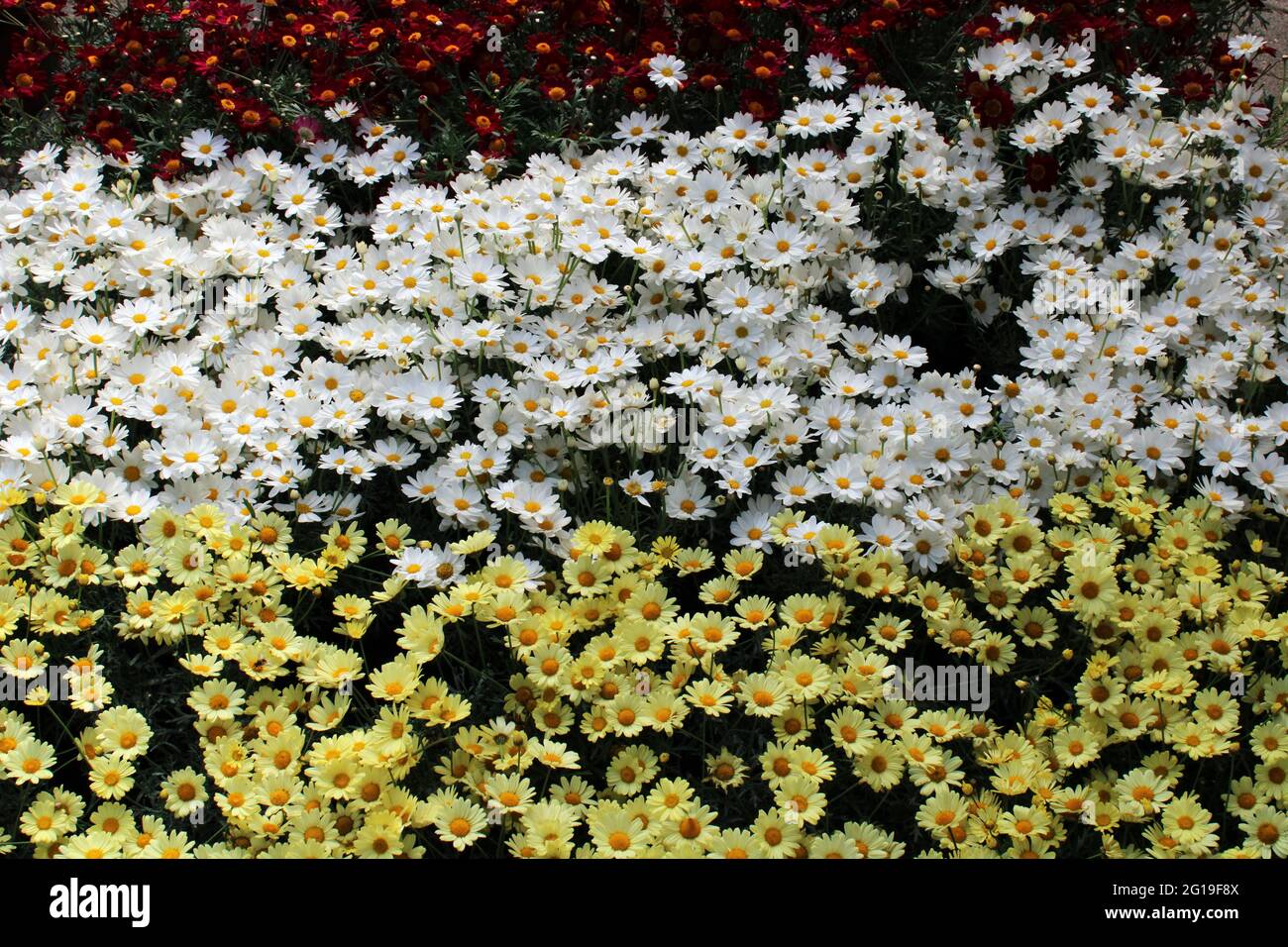 Late spring - beginning of summer, beautiful flowers and plants in ...