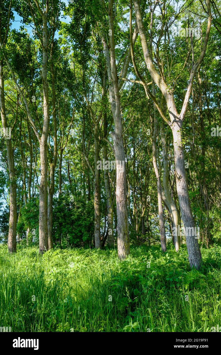 Native british trees hi-res stock photography and images - Alamy