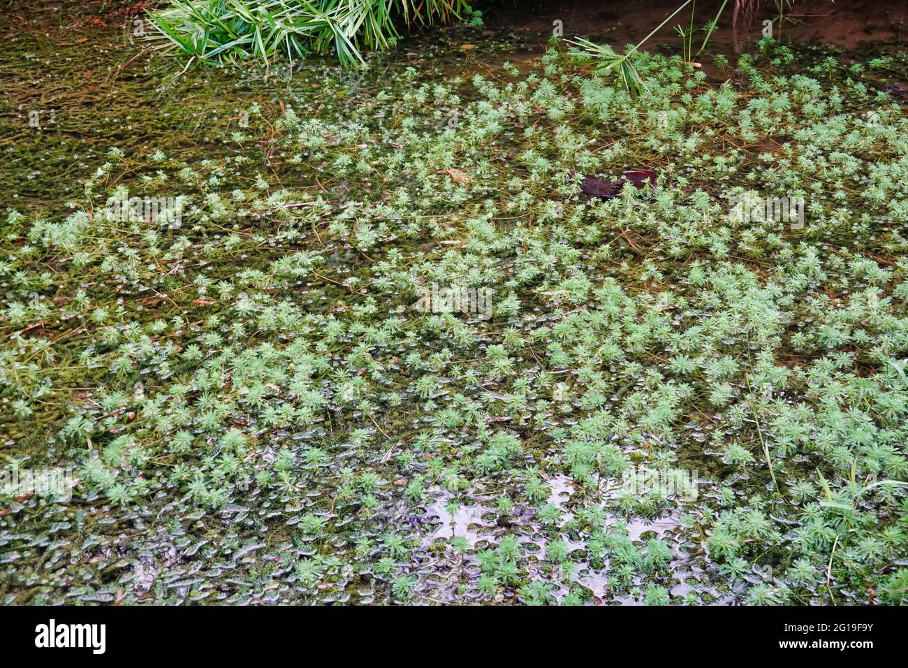 A natural view of young plants on the surface of a marshy area Stock ...