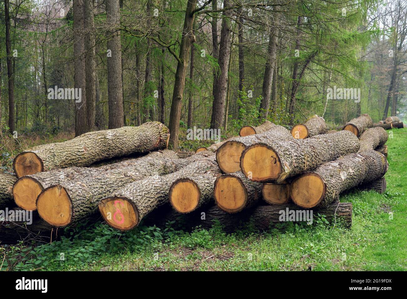 Valuable oak tree hi-res stock photography and images - Alamy