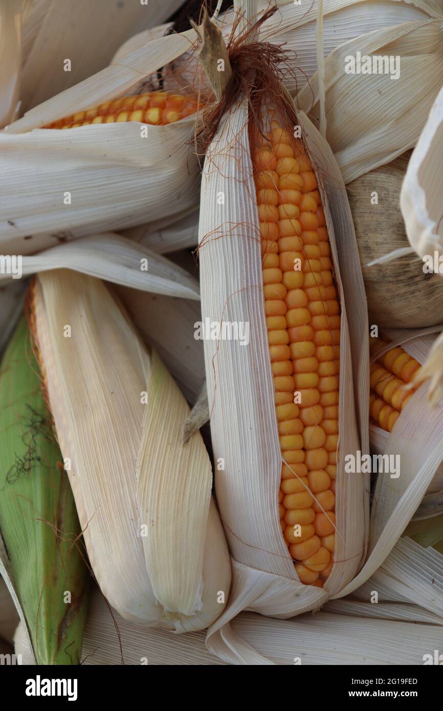 Maize bud hi-res stock photography and images - Alamy