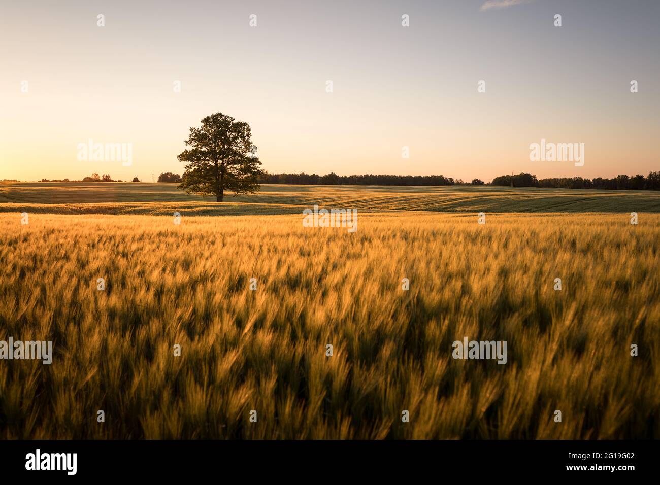 Field of crops, barley, with a large old oak tree during the evening ...