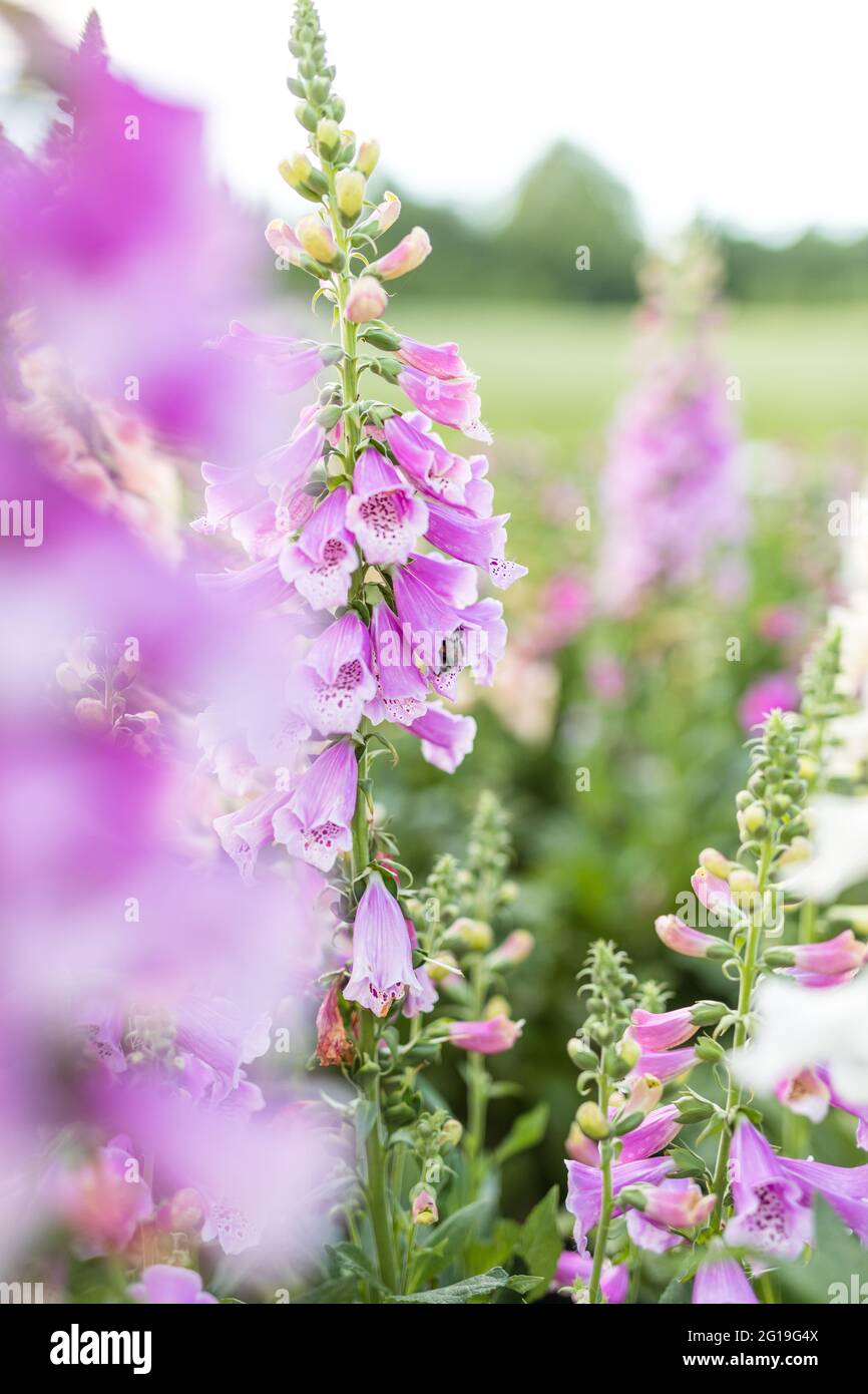 Bumblebee pollinating a perennial flower delphinium or larkspur using ...