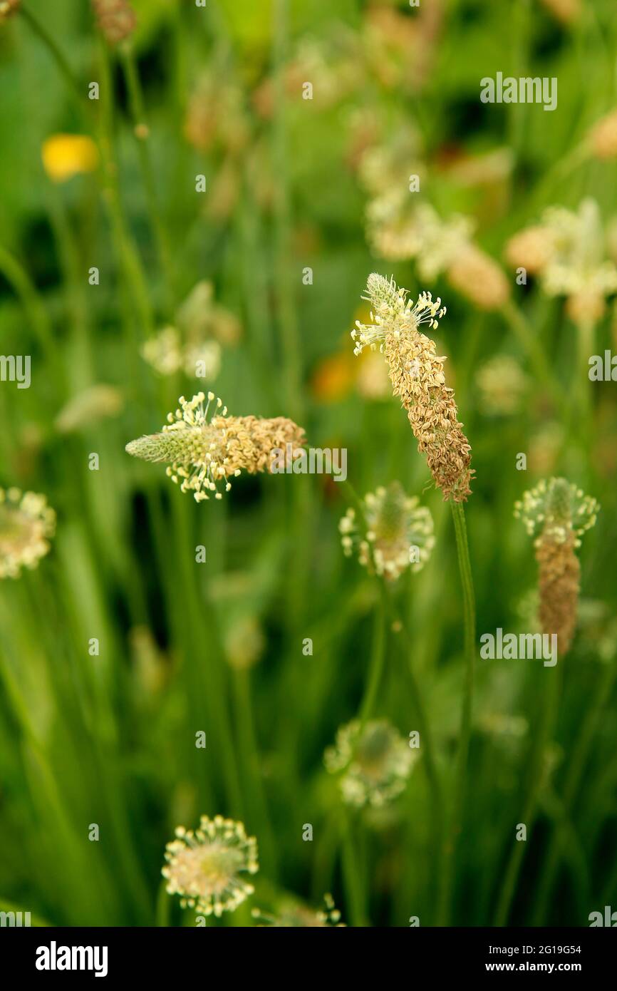 Ribwort plantain. Plantago lanceolata Stock Photo - Alamy