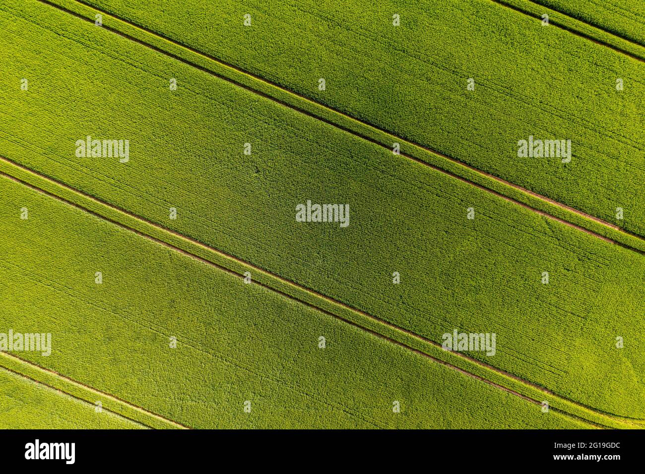 green agricultural field from above vith stripes, abstract natural ...