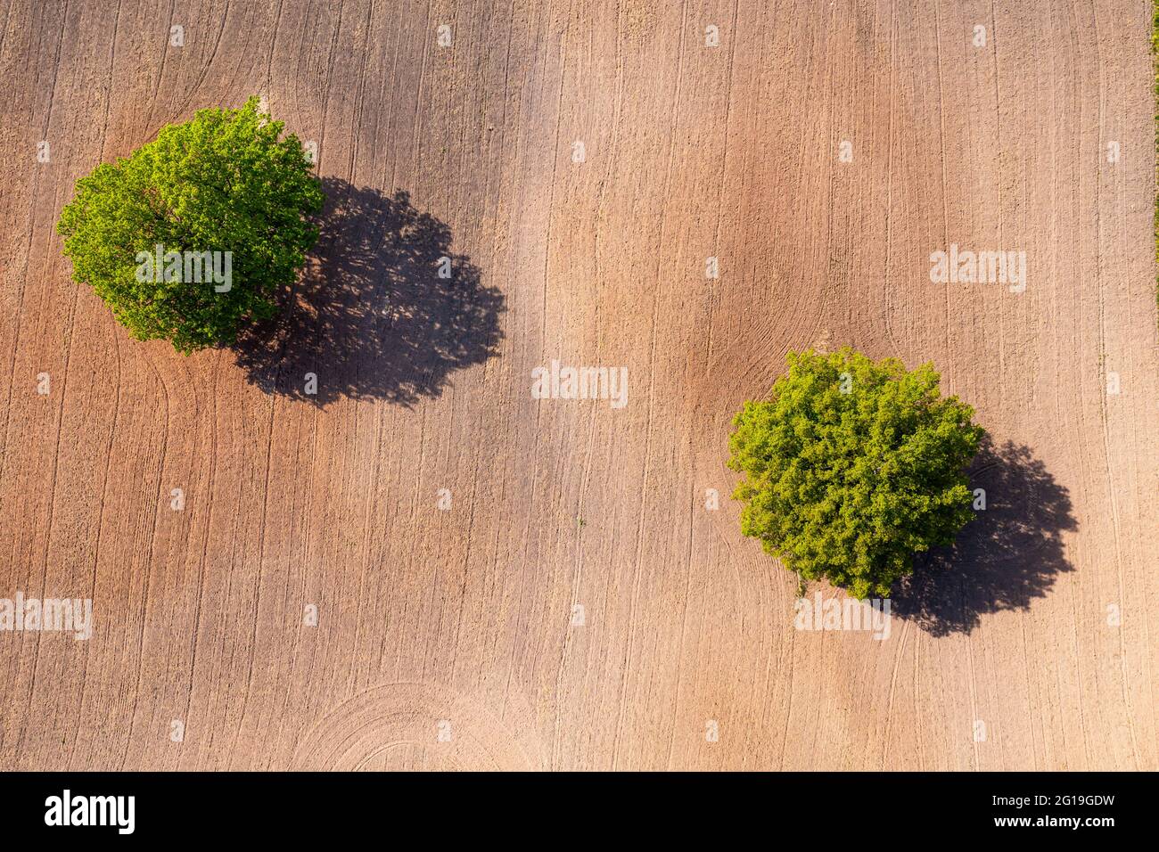 top down aerial view on a two trees in the middle of a cultivated field ...