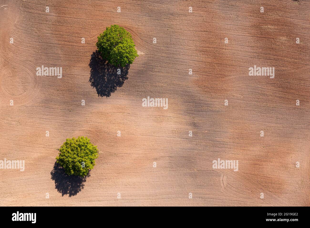 top down aerial view on a two trees in the middle of a cultivated field ...