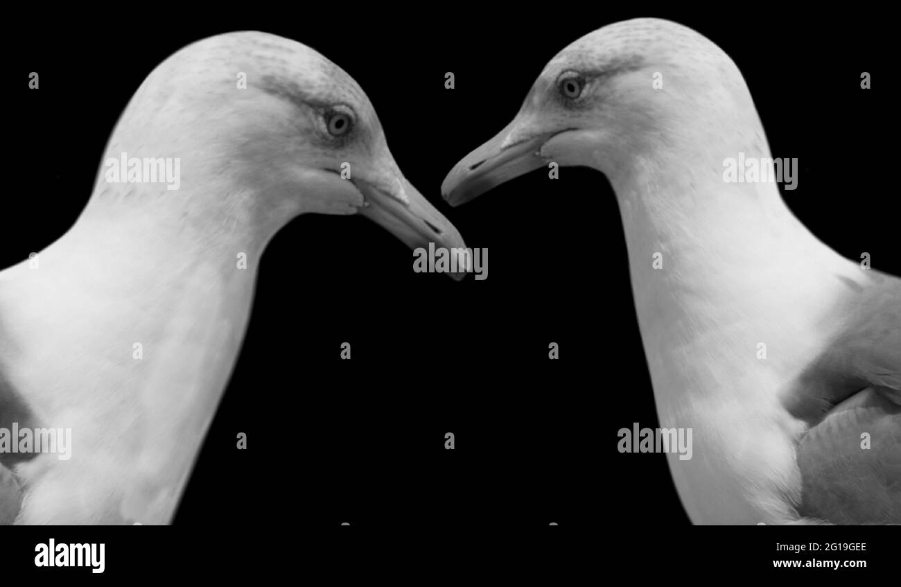 Herring Gull Face High Resolution Stock Photography and Images - Alamy