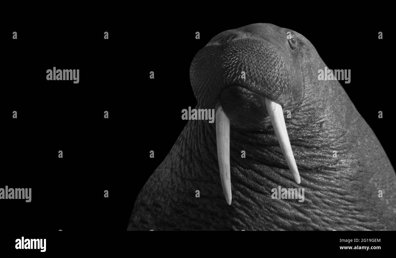 Big teeth walrus hi-res stock photography and images - Alamy