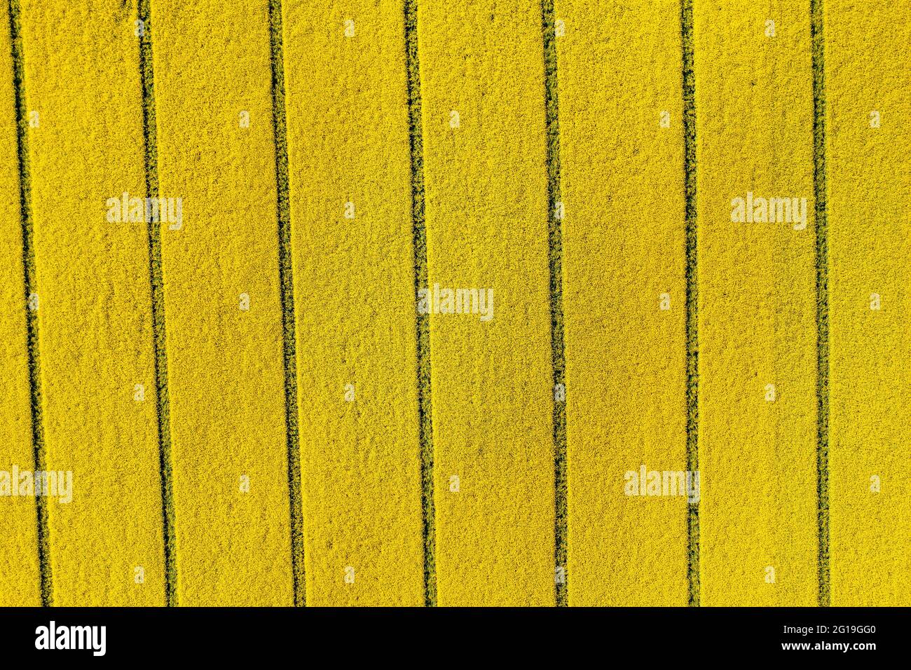 top down view of yellow canola field, cultivated rapeseed canola ...