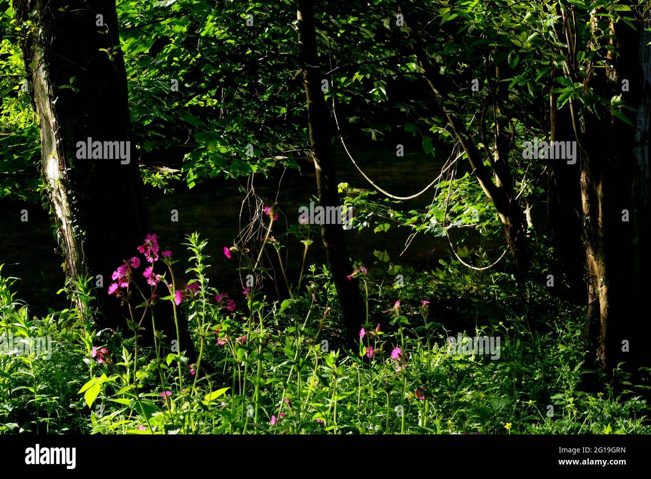 Parc Menai High Resolution Stock Photography and Images - Alamy