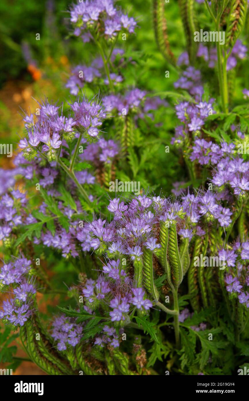 Lacy Phacelia. Blue tansy. Phacelia tanacetifolia Stock Photo - Alamy