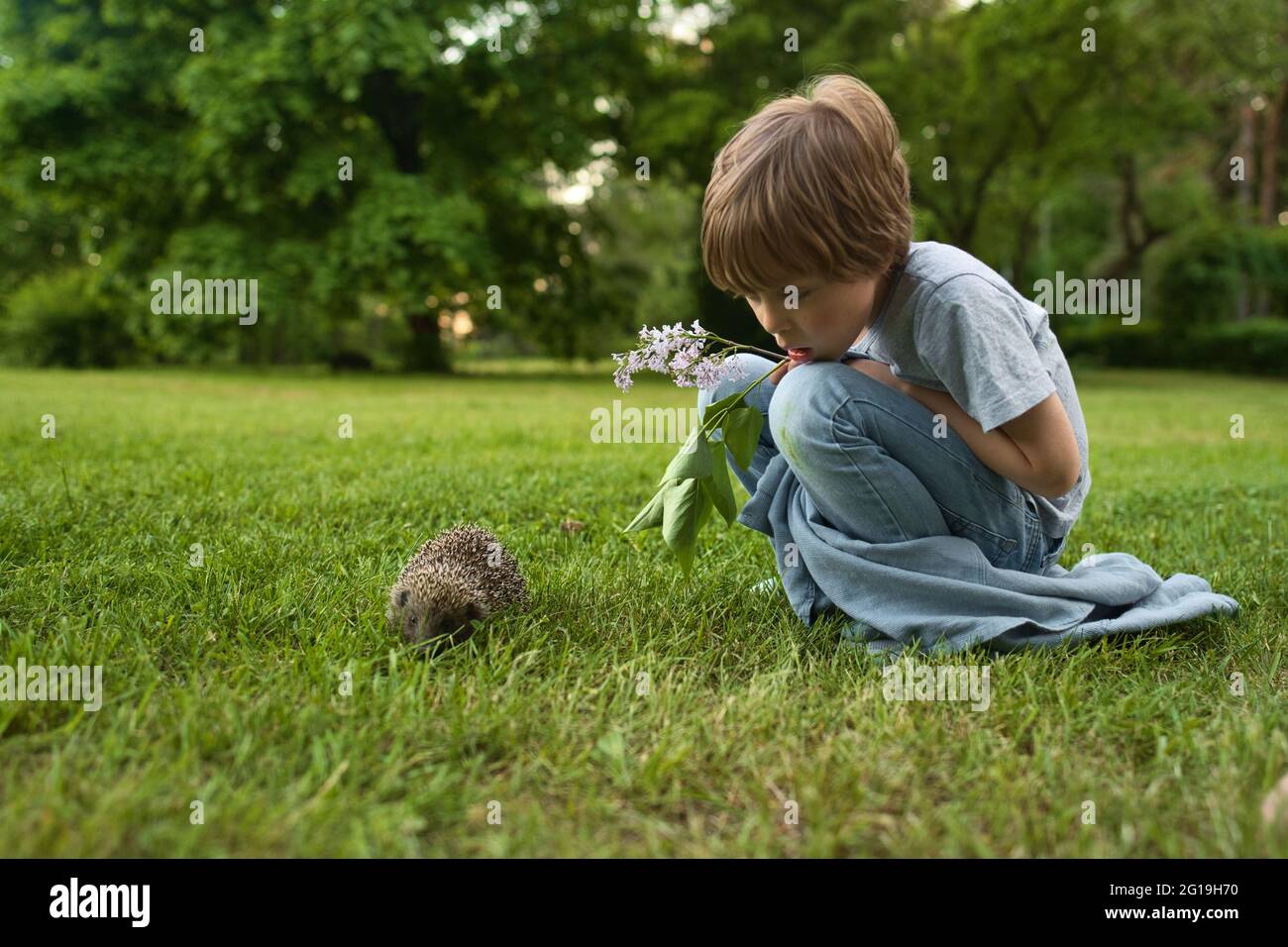 Two young hedgehog hi-res stock photography and images - Alamy