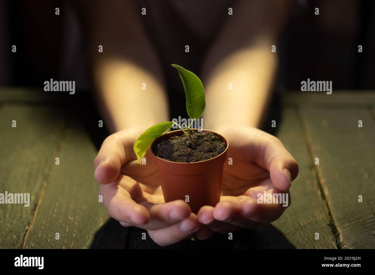 A small flowerpot with a plant. Pot in hands. Hold a flowerpot with a ...
