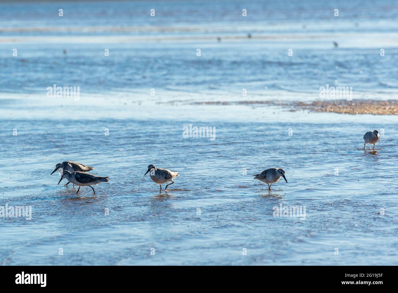 Small migratory birds hi-res stock photography and images - Alamy