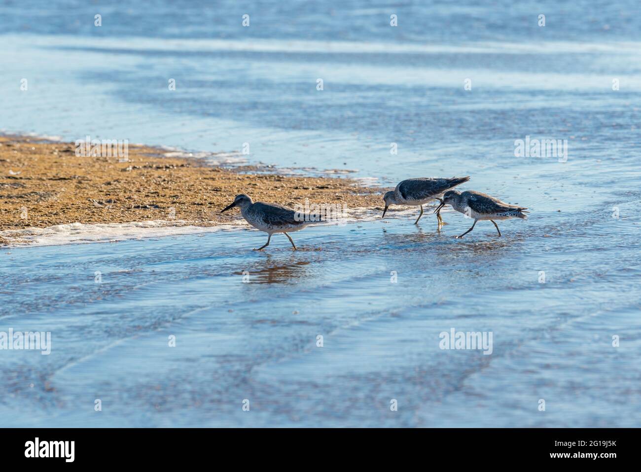 Small migratory birds hi-res stock photography and images - Alamy