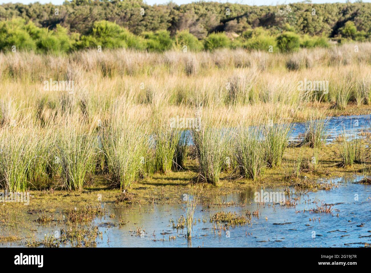 Common australian rush hi-res stock photography and images - Alamy