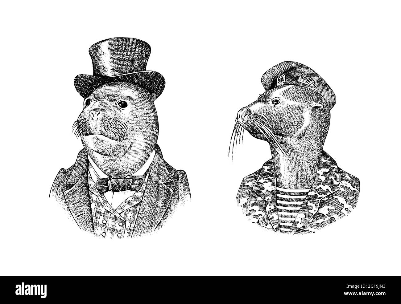 Fur seal man in military uniforms. Marine mammal gentleman. Fashion ...