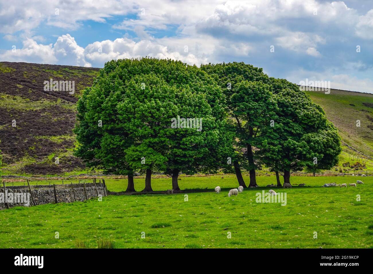 Summer in Sheffield, South Yorkshire, North of England, UK Stock Photo ...