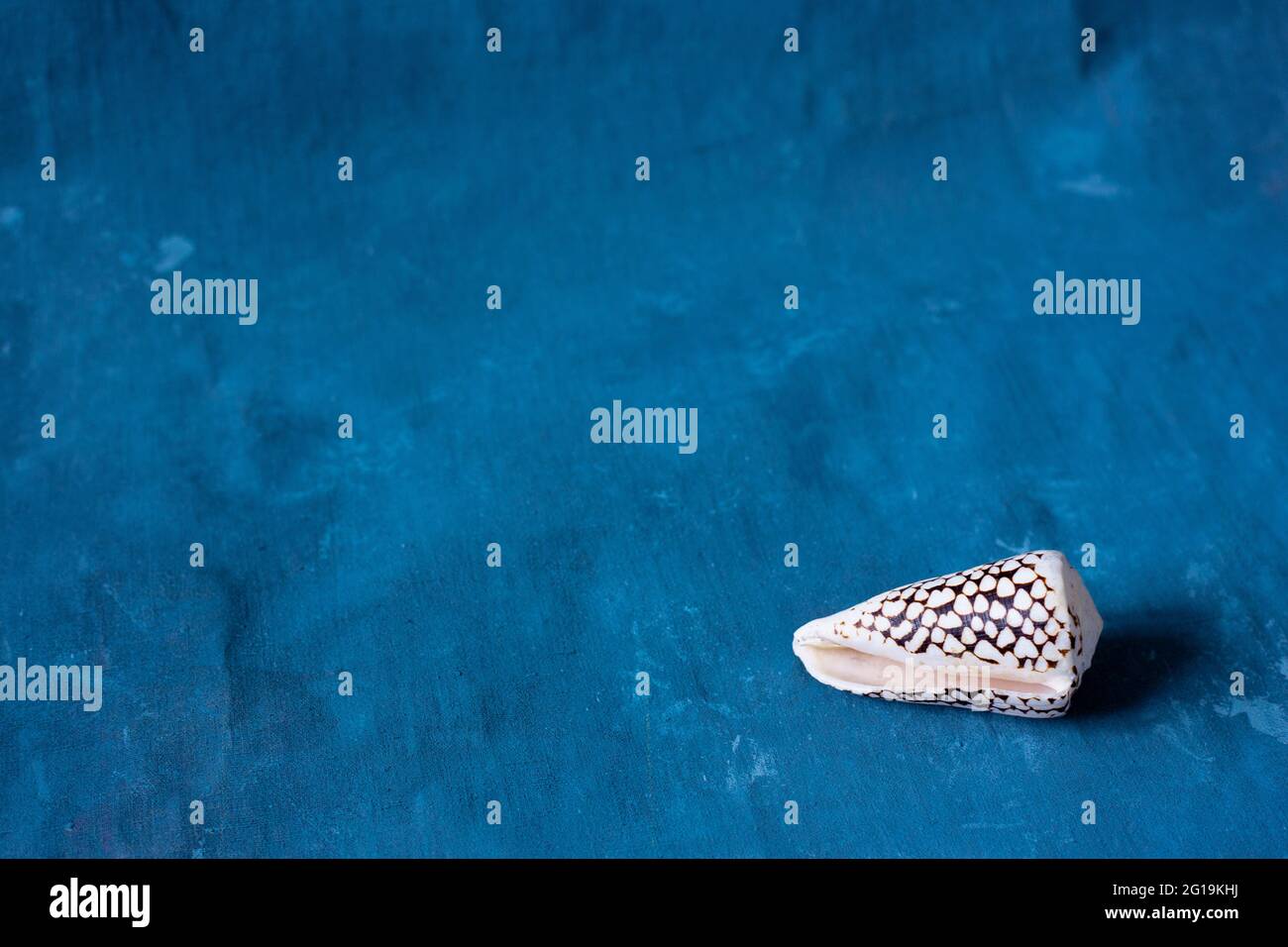 Marbled cone snail hi-res stock photography and images - Alamy