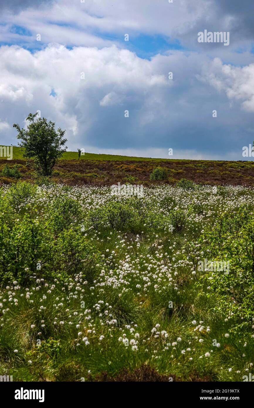 Summer in Sheffield, South Yorkshire, North of England, UK Stock Photo ...