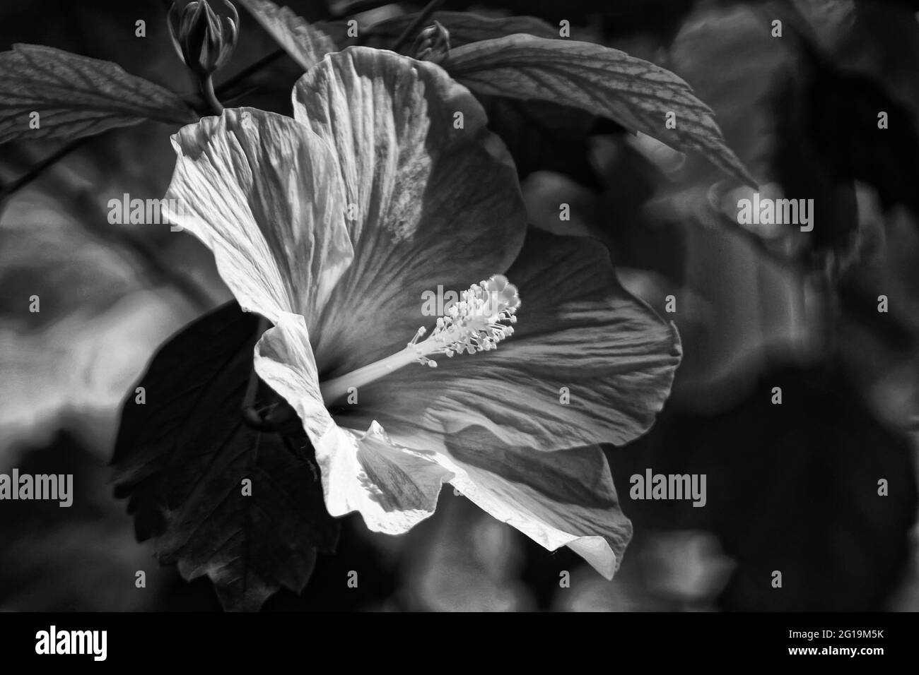 Hibiscus Pictures High Resolution Stock Photography and Images - Alamy
