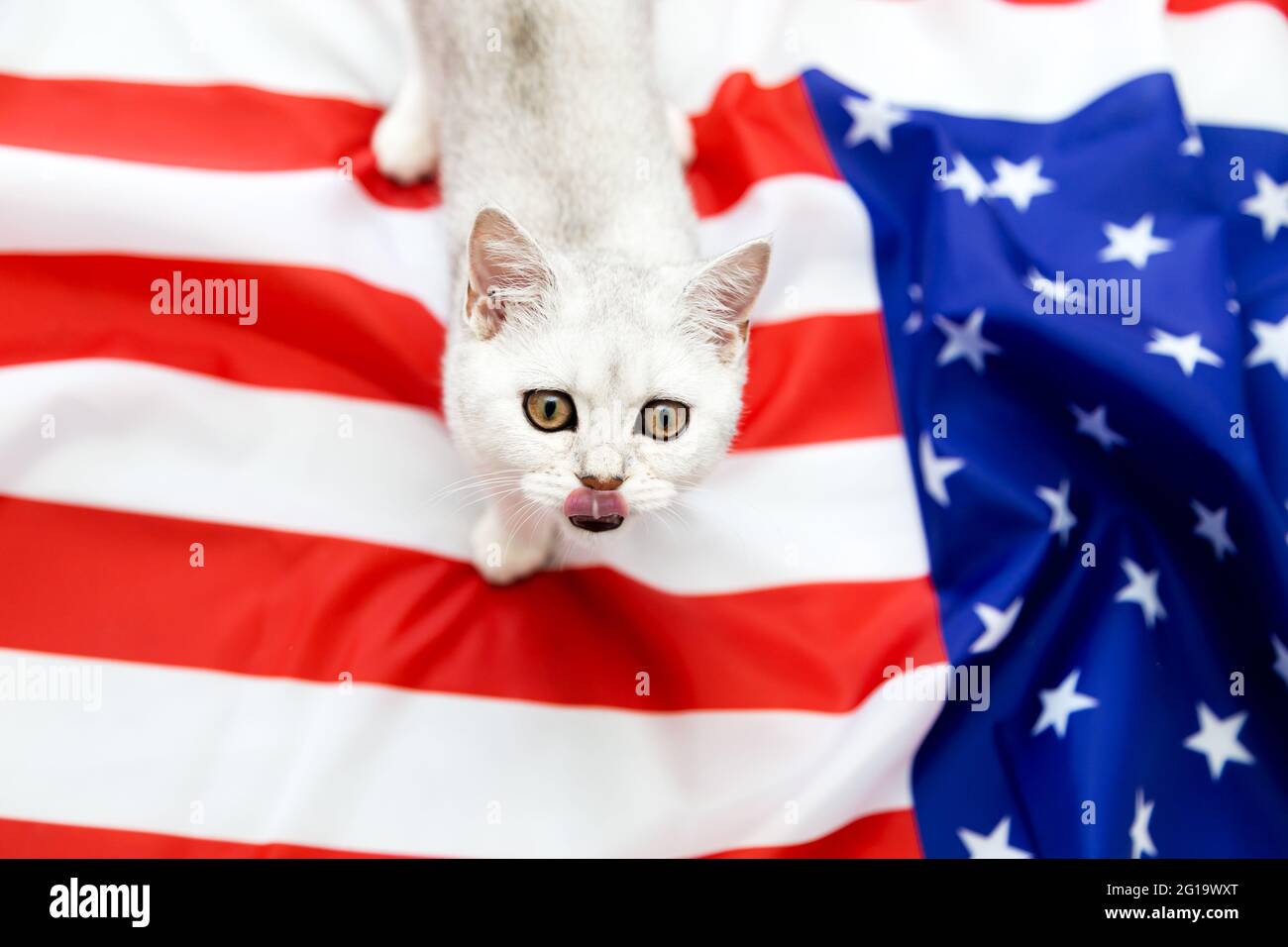 The silver British cat lies on the American flag. Patriotic cat. USA ...