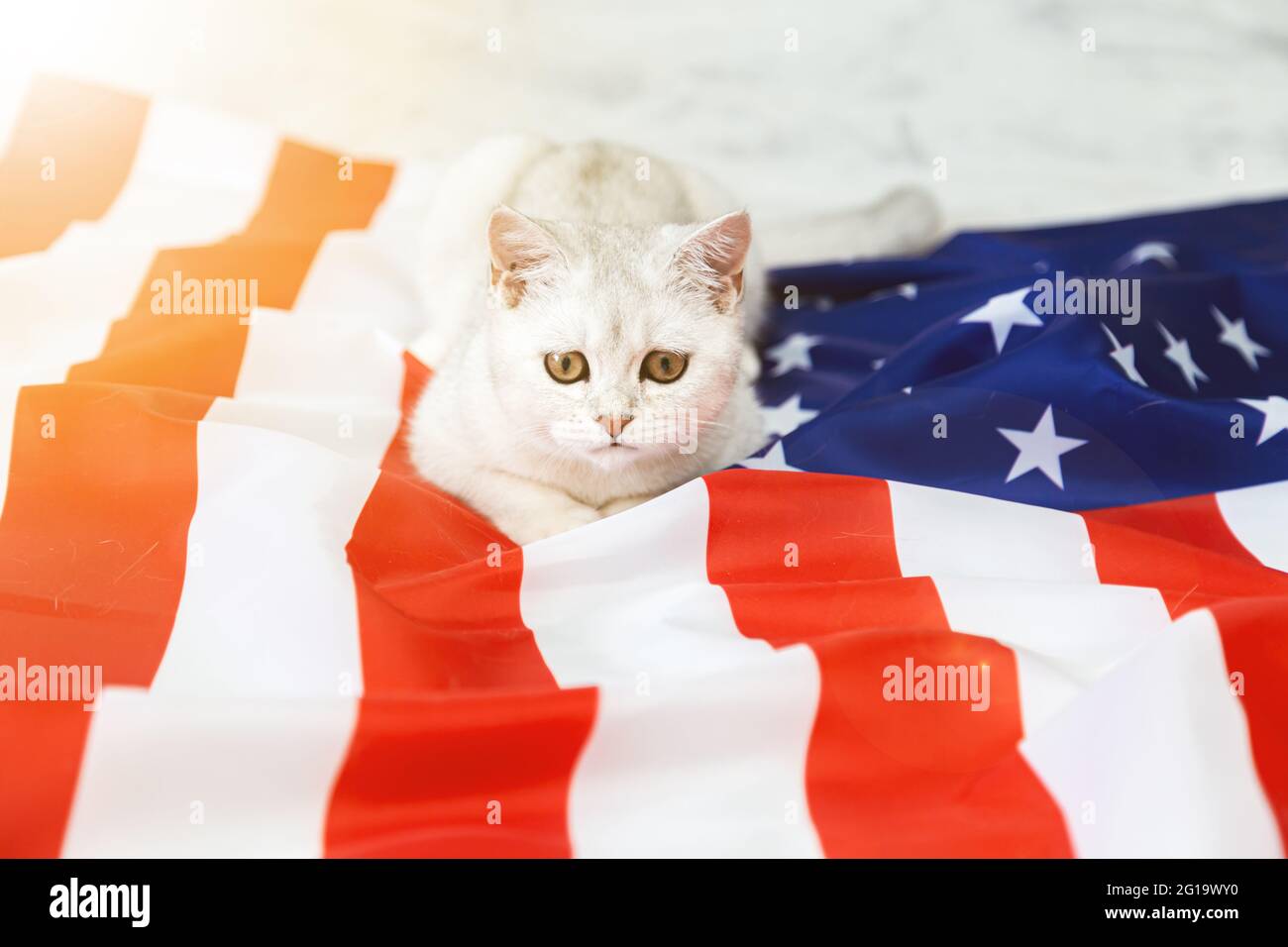 Patriotic Kittens