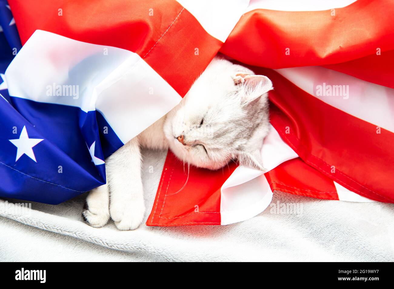 The silver British cat sleeps on the American flag. Patriotic cat. USA ...