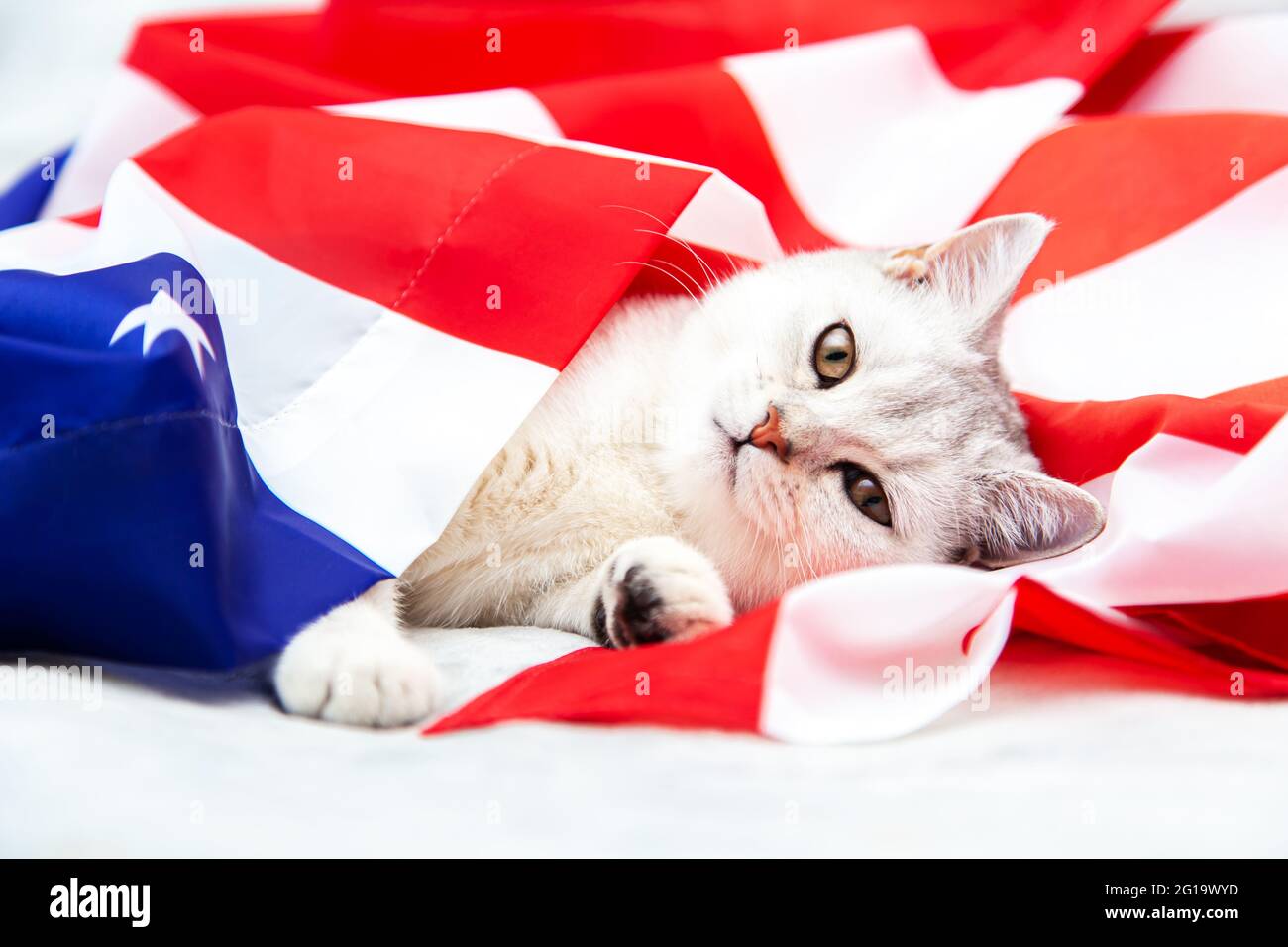 Patriotic Cats