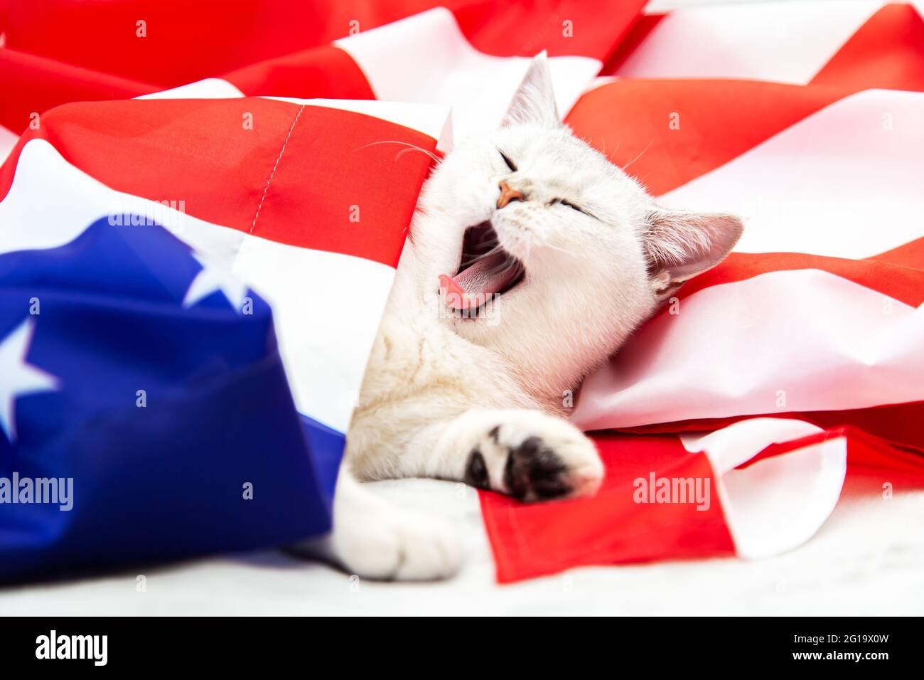 Patriotic Cat Gif
