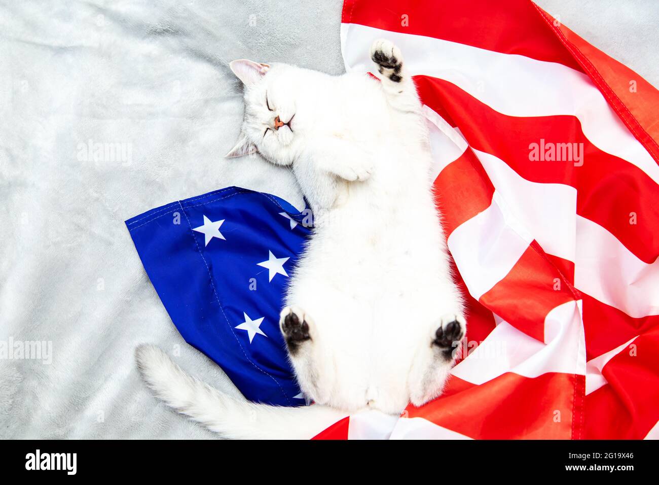 The silver British cat sleeps on the American flag. Patriotic cat. USA ...