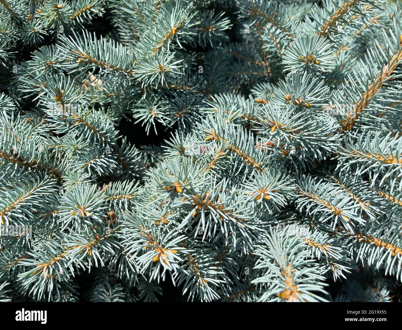 Background a texture furry spruce tree branches for a Christmas card ...