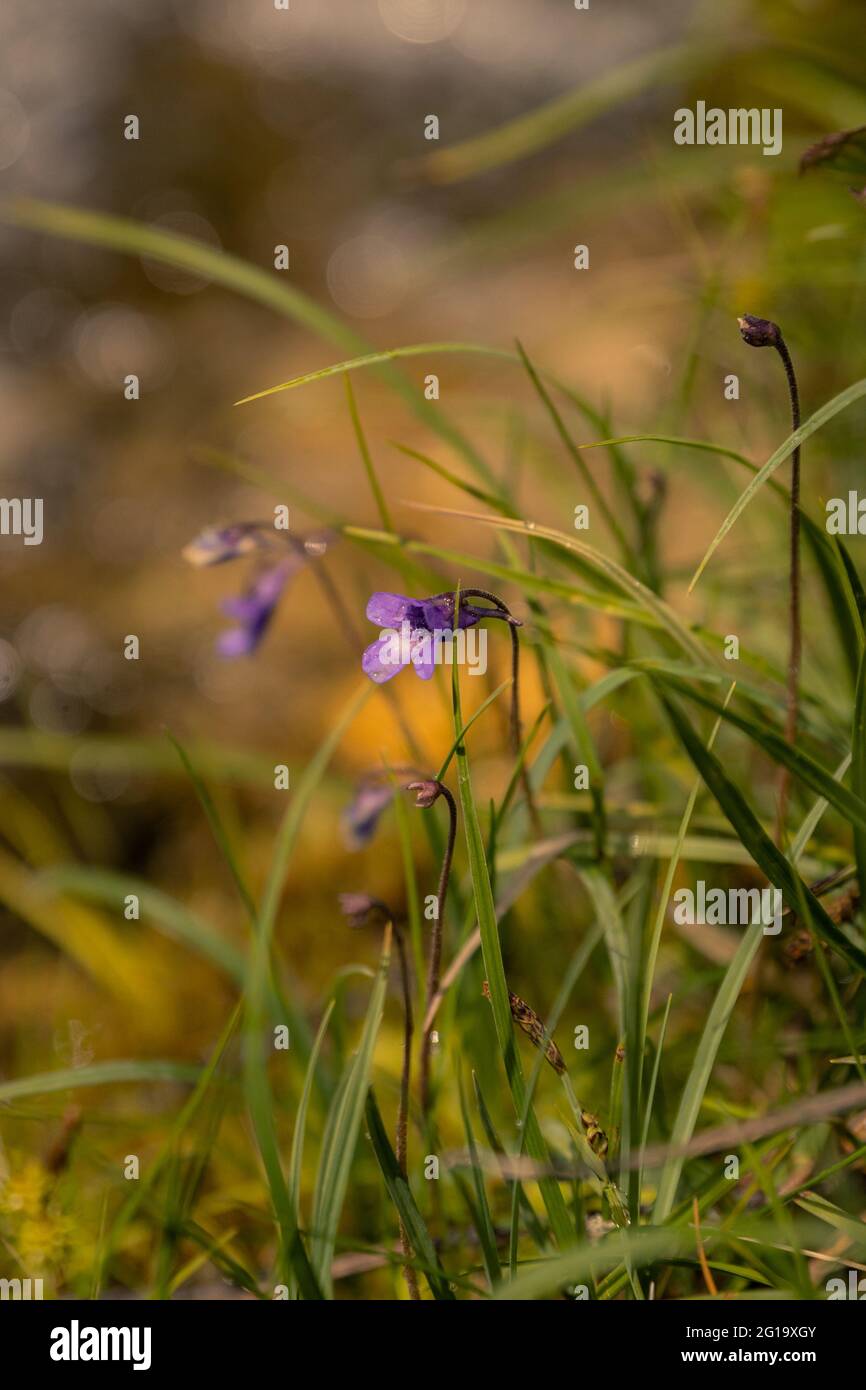 The carnivorous plant (Pinguicula vulgaris) grows and blooms in its ...