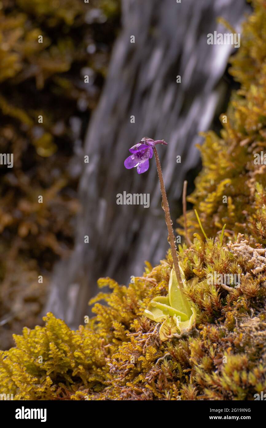 The carnivorous plant (Pinguicula vulgaris) grows in the moss in its ...