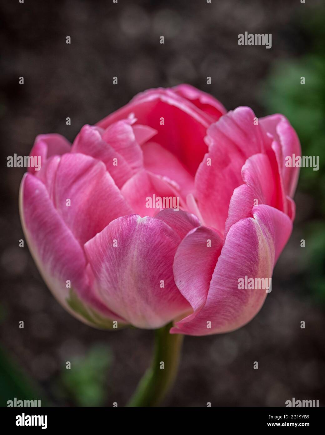 Pink tulip buds hi-res stock photography and images - Alamy