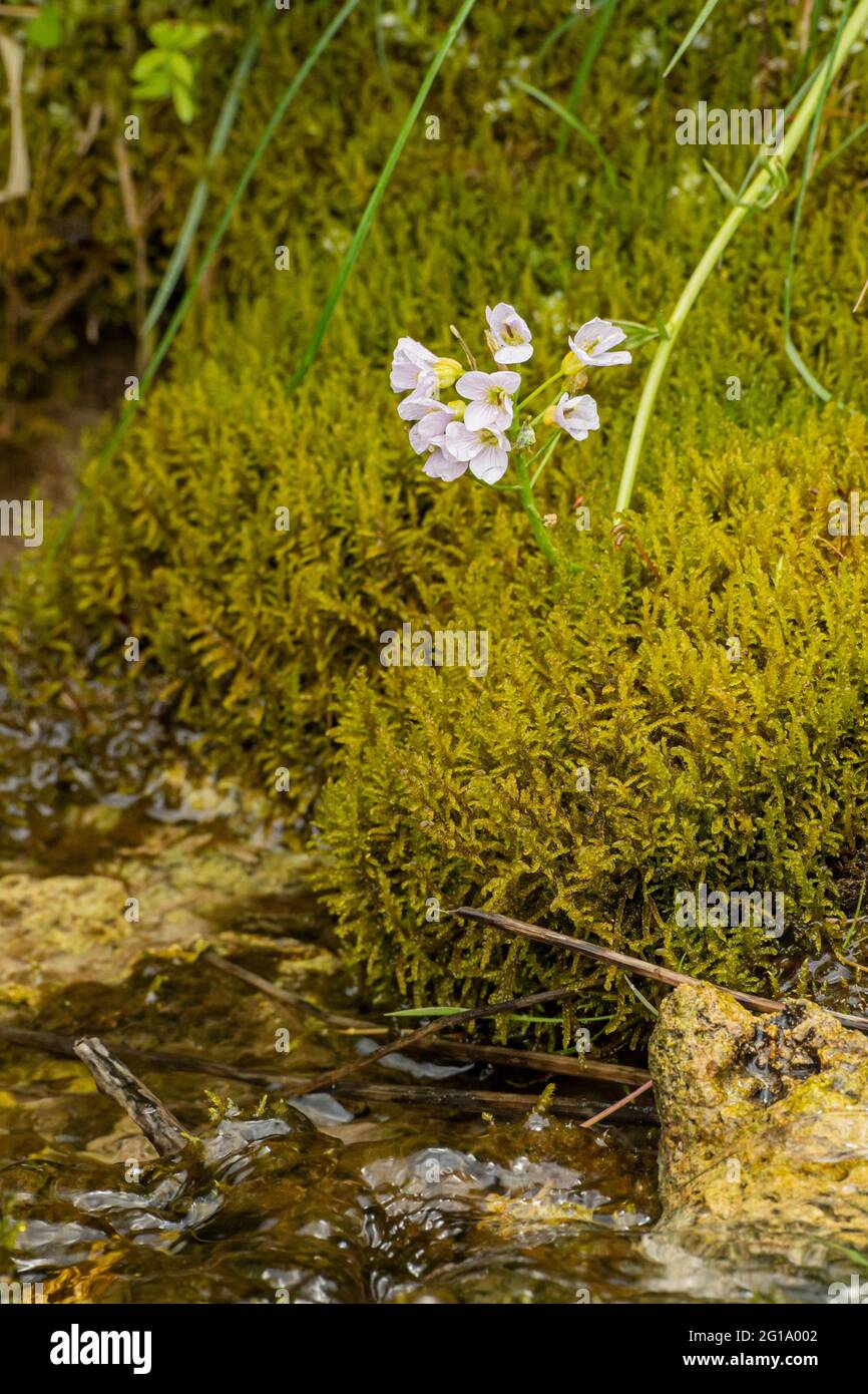 A small flower grows from the moss by the stream Stock Photo - Alamy