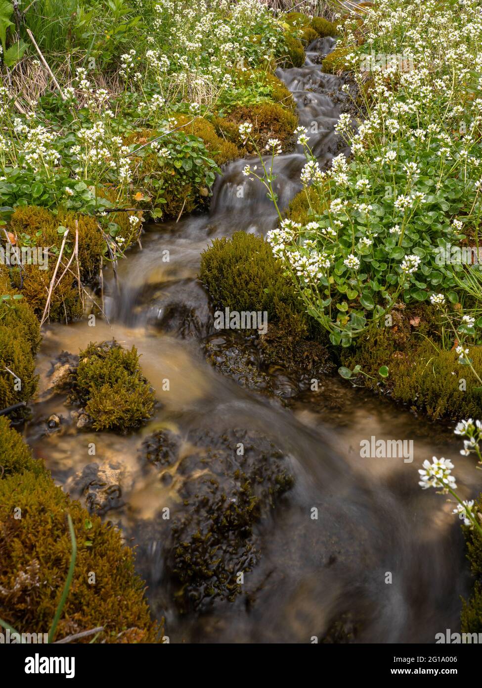 The Cascade mountain stream flows through blooming flowers and moss ...
