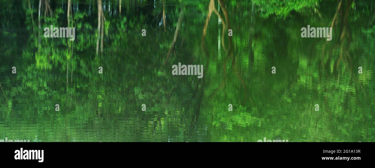 blur green tree forest reflection on lake water nature banner ...