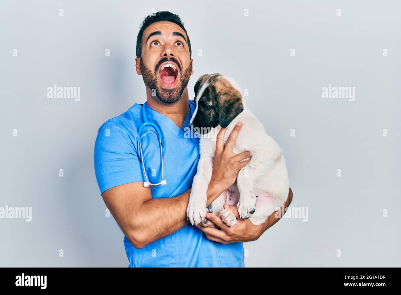 Handsome hispanic veterinary man with beard checking dog health angry ...
