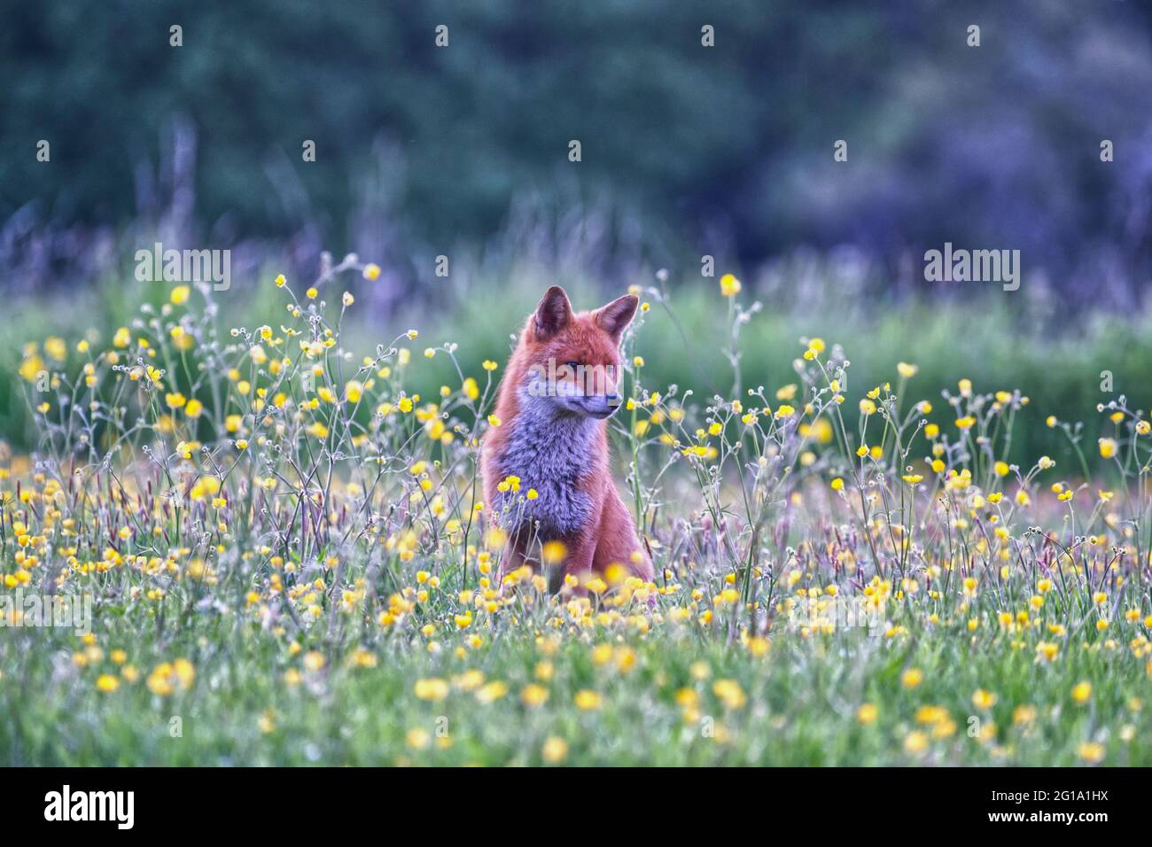 Red fox hiding behind grass hi-res stock photography and images - Alamy
