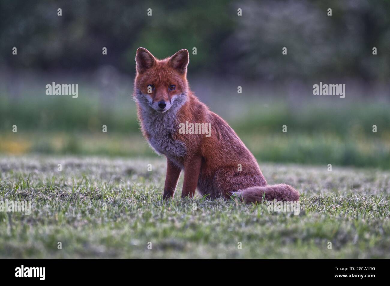 Red fox hiding behind grass hi-res stock photography and images - Alamy