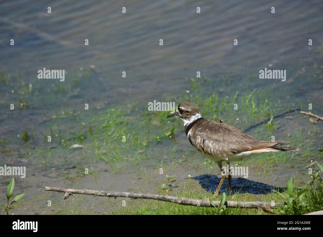 Pond deer bird hi-res stock photography and images - Alamy