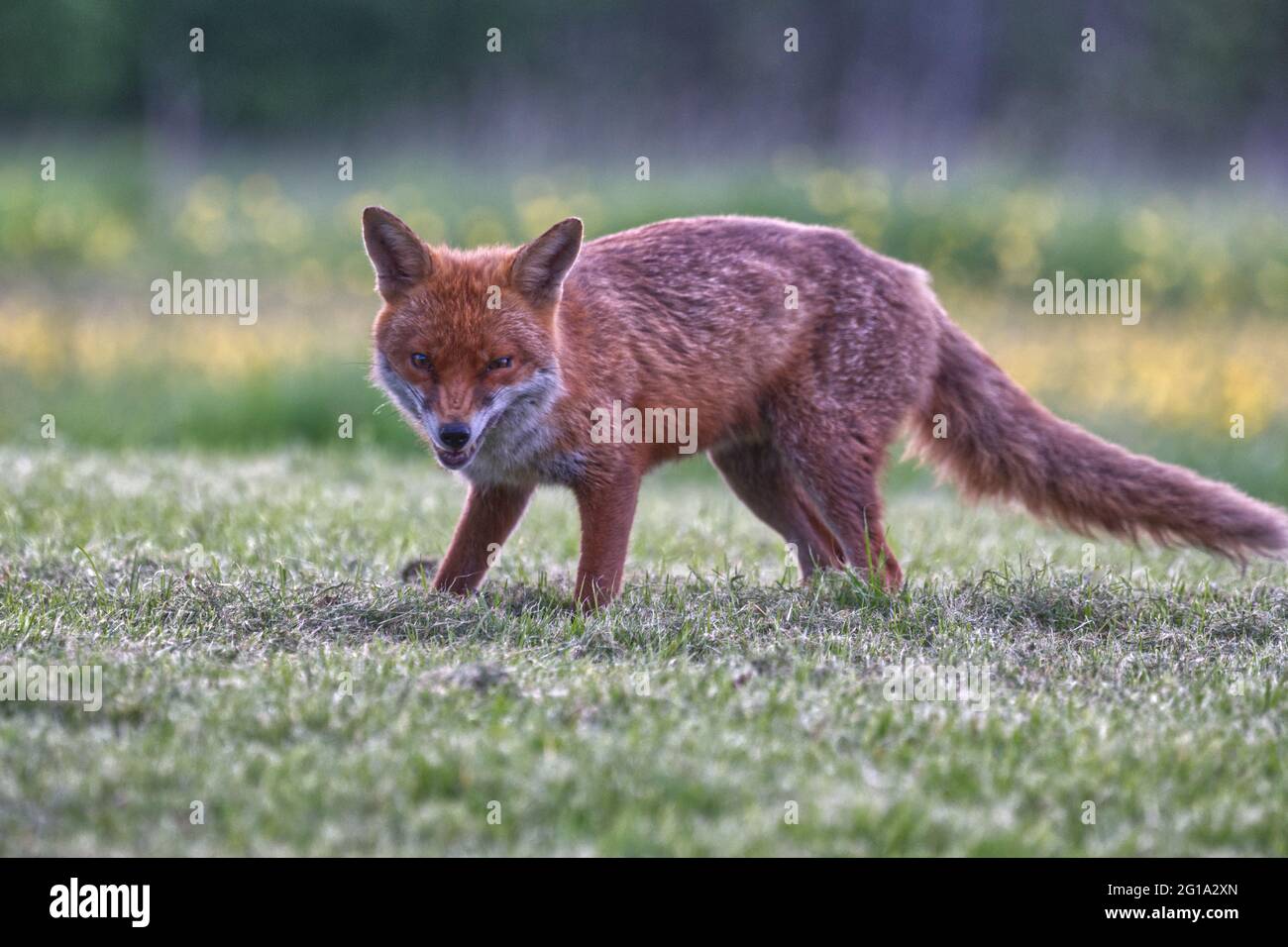 Snarling fox uk hi-res stock photography and images - Alamy