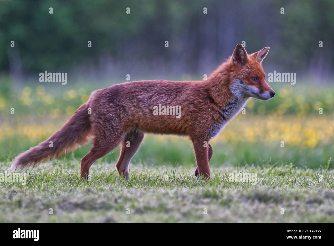Snarling fox uk hi-res stock photography and images - Alamy